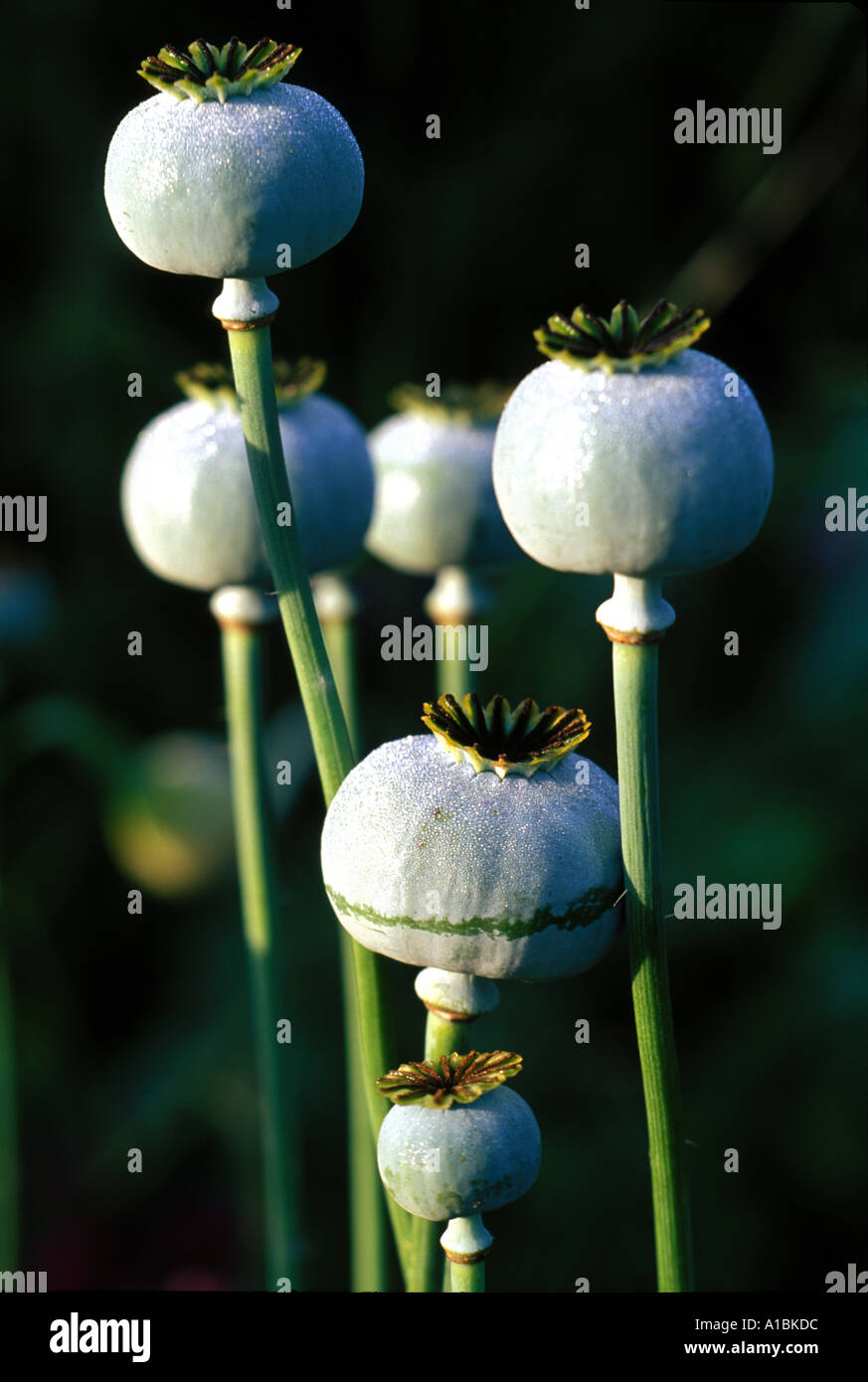 Closeup of papaver somniferum hi-res stock photography and images - Alamy