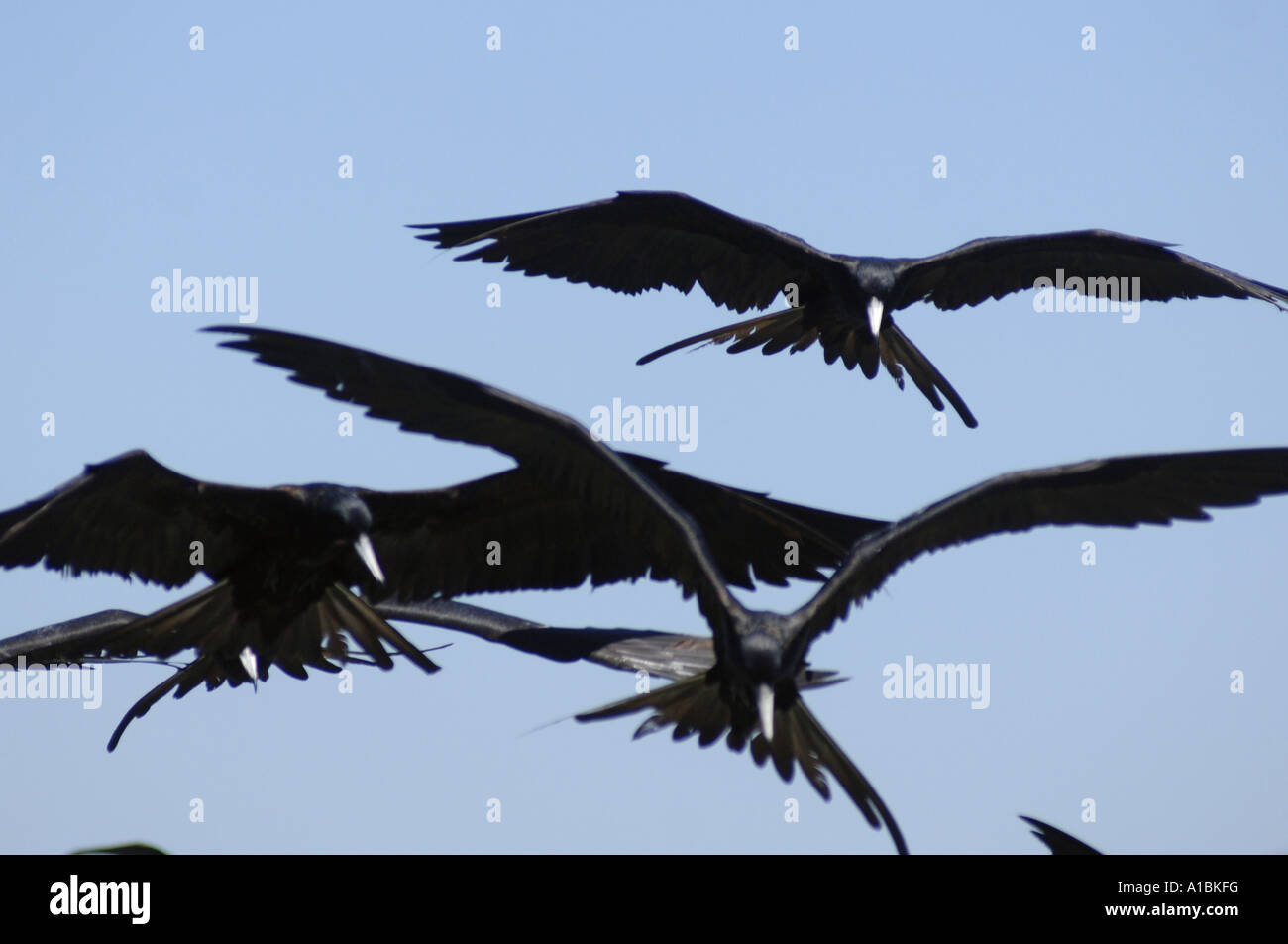 Great frigate birds in flight Mexico Stock Photo - Alamy