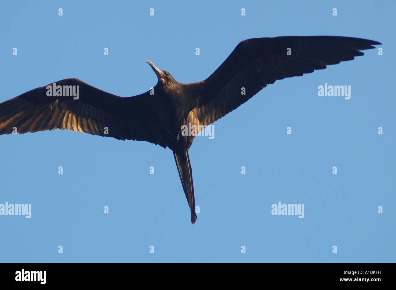 Great frigate bird in flight Mexico Stock Photo - Alamy