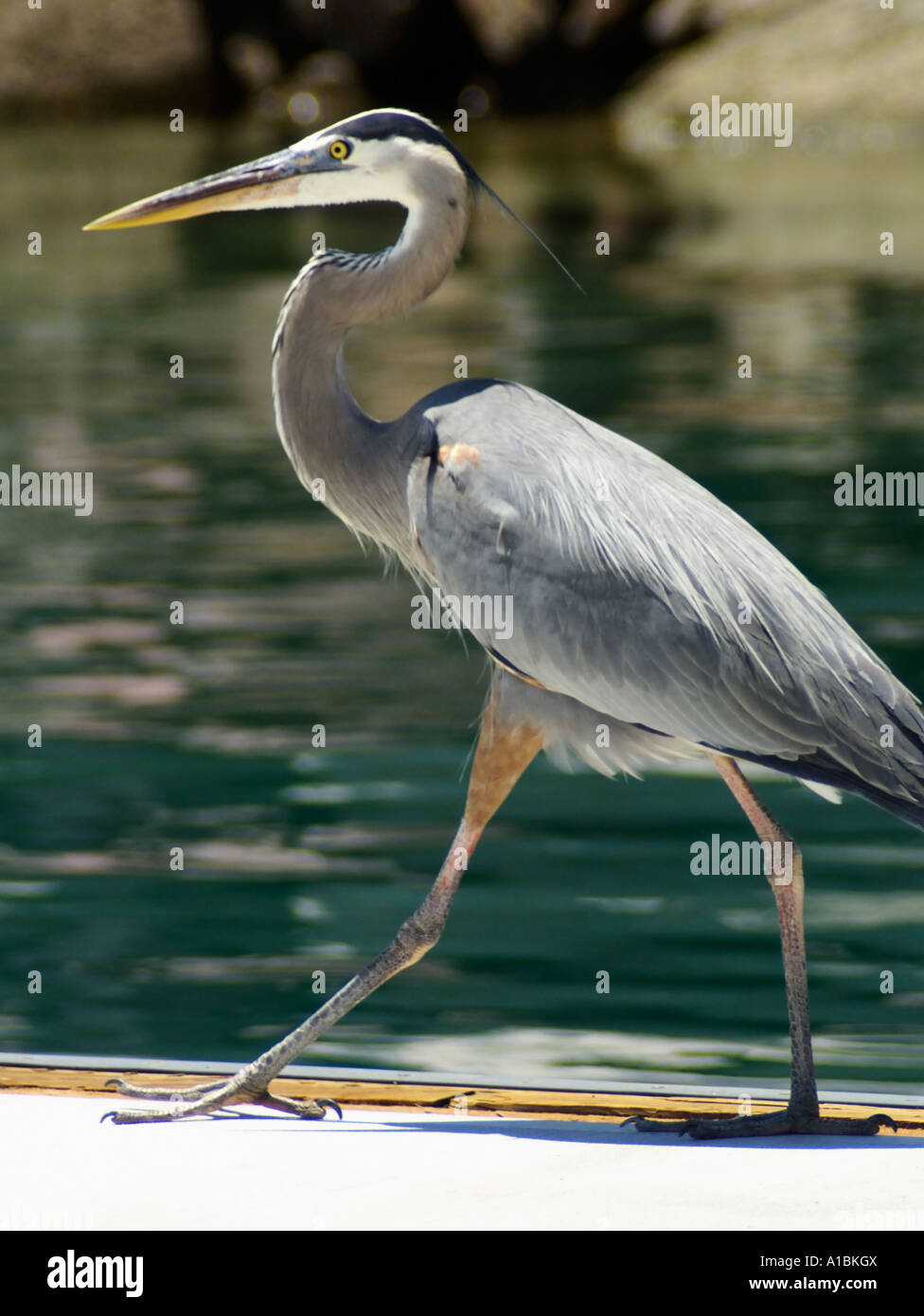 Great Blue Heron In Mexico Stock Photo Alamy