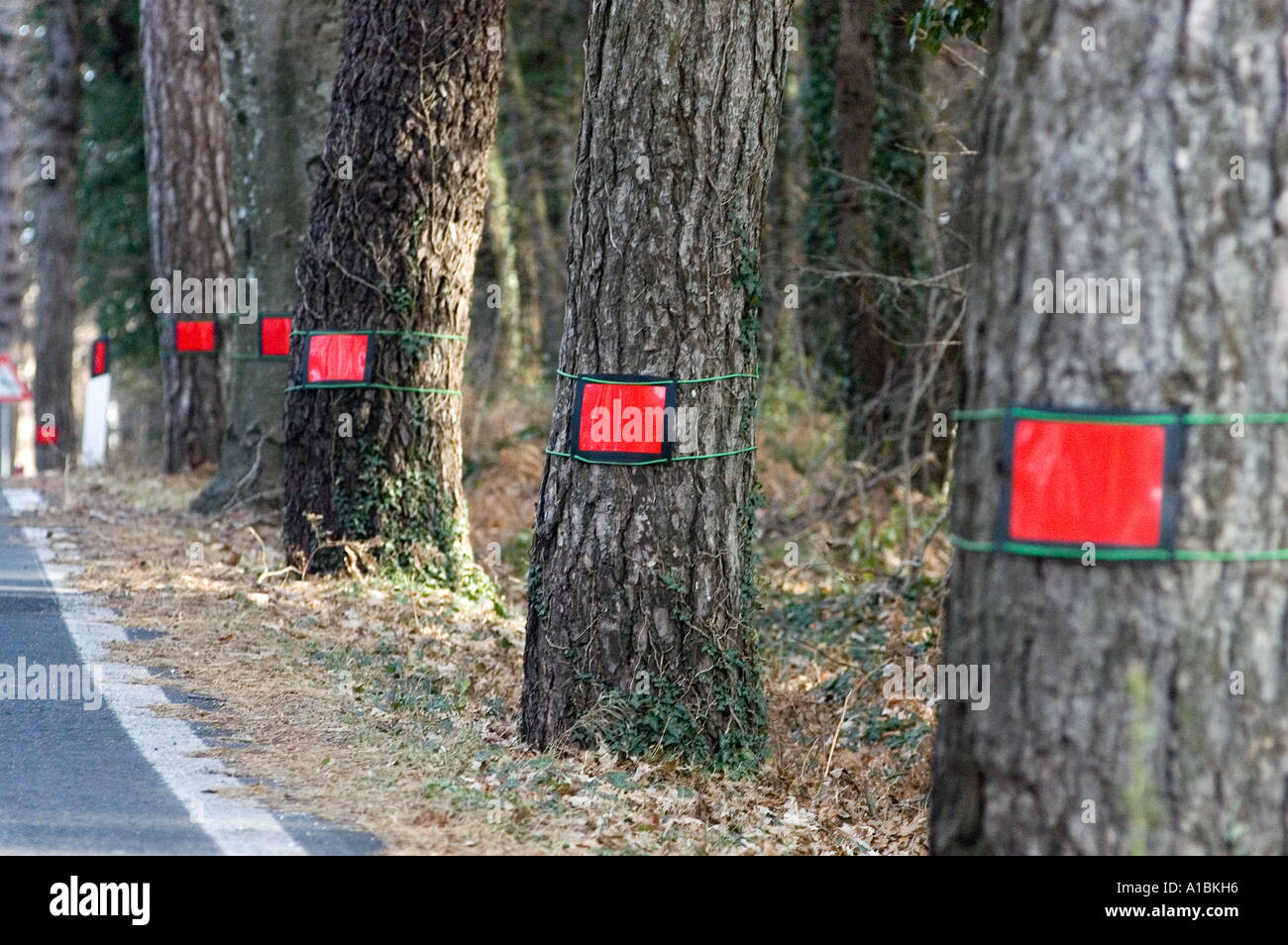 reflectors on trees Stock Photo - Alamy