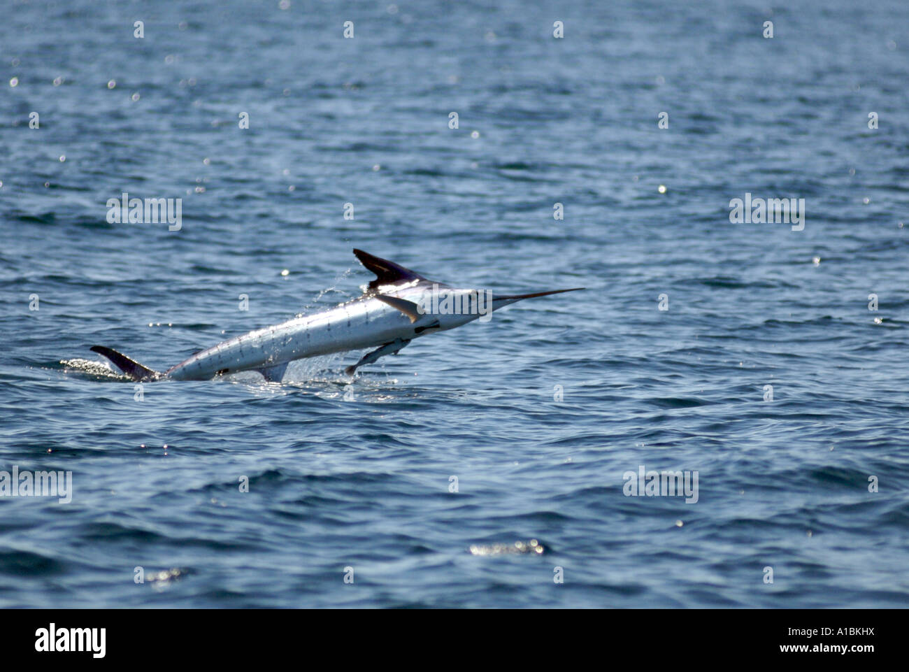 A striped marlin jumping out of the water in Cabo San Lucas Mexico ...