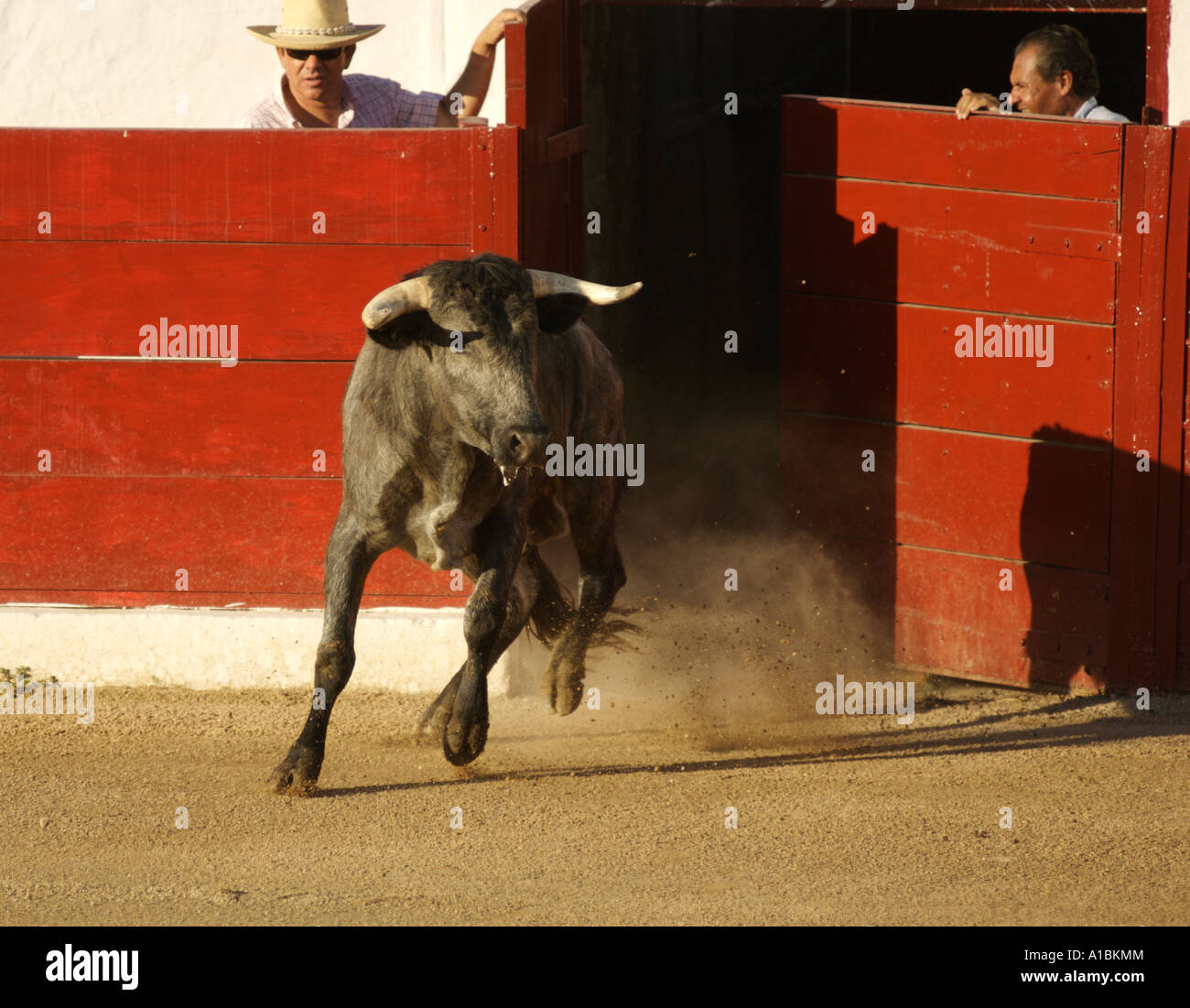 A bull enters the ring at a bullfight in Puerto Vallarta Mexico Stock ...