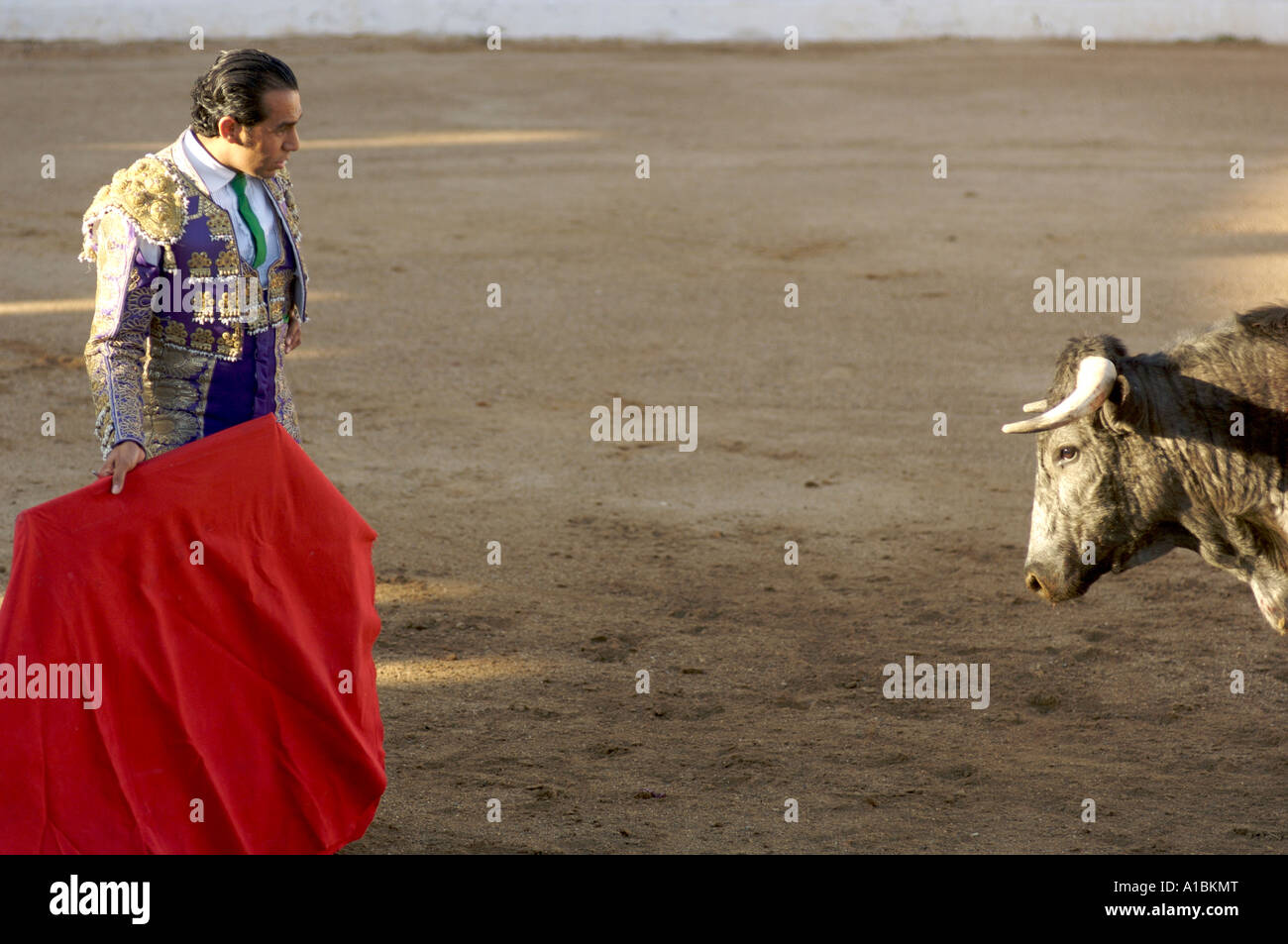 A matador performs his death defying dance at a bullfight in Puerto ...
