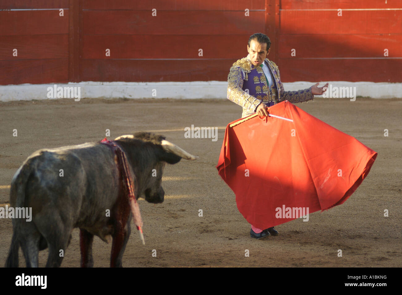 Matador performs death defying dance hi-res stock photography and ...