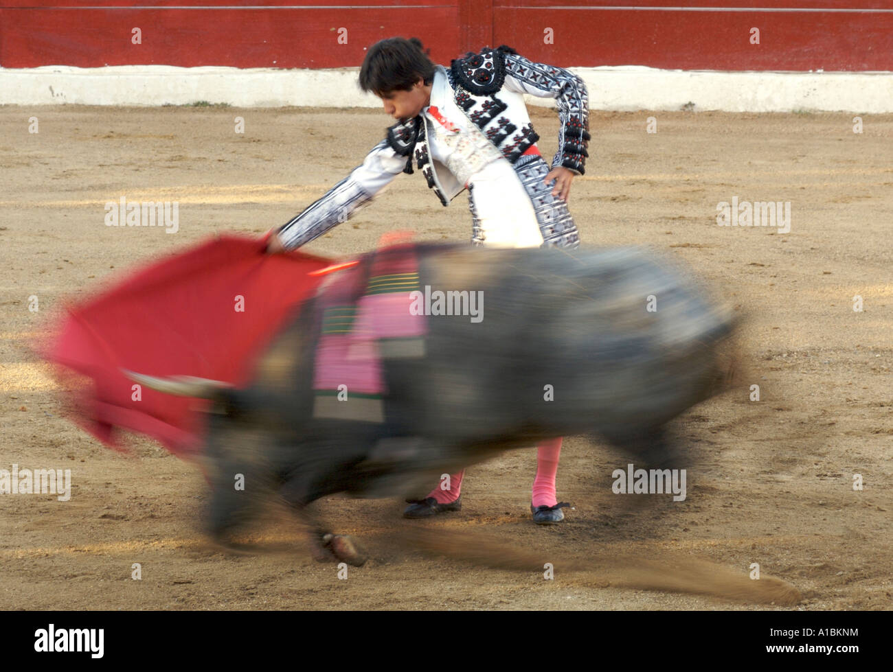 A matador performs his death defying dance at a bullfight in Puerto ...