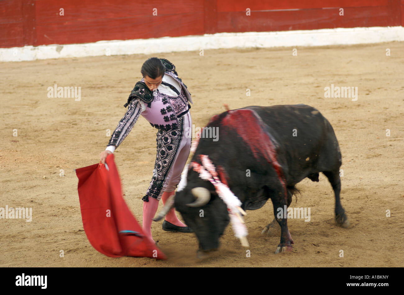 A matador performs his death defying dance at a bullfight in Puerto ...