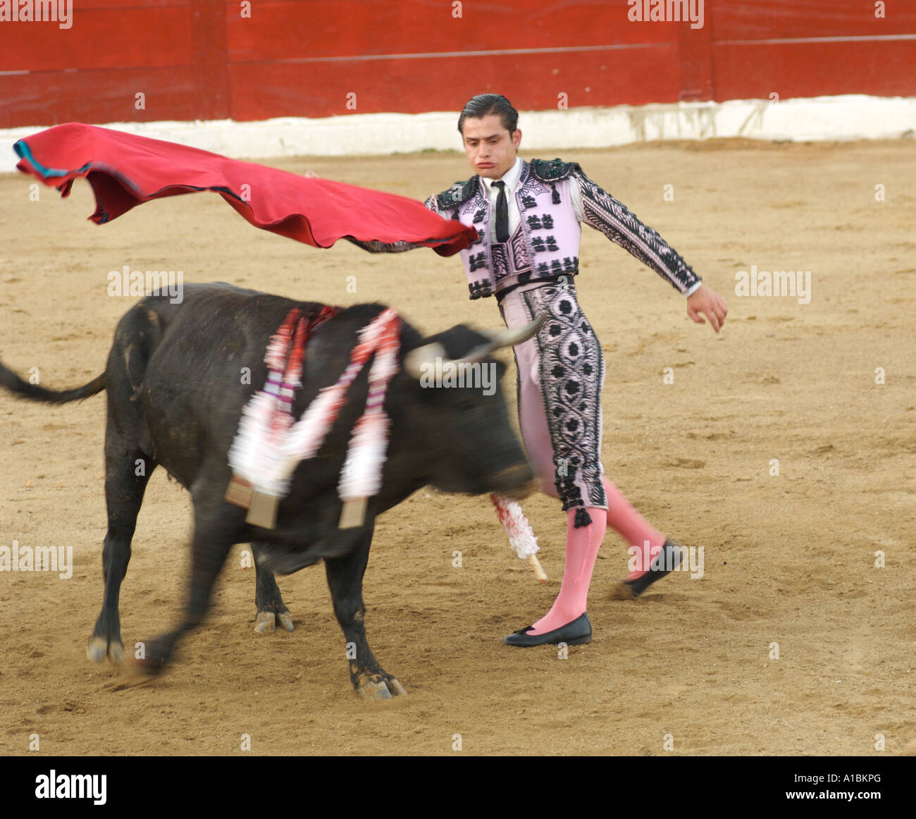 A matador performs his death defying dance at a bullfight in Puerto ...
