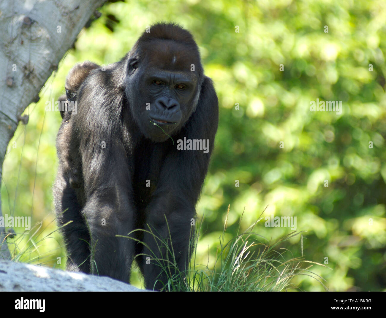 A female silverback gorilla with baby on her back in captivity Stock ...
