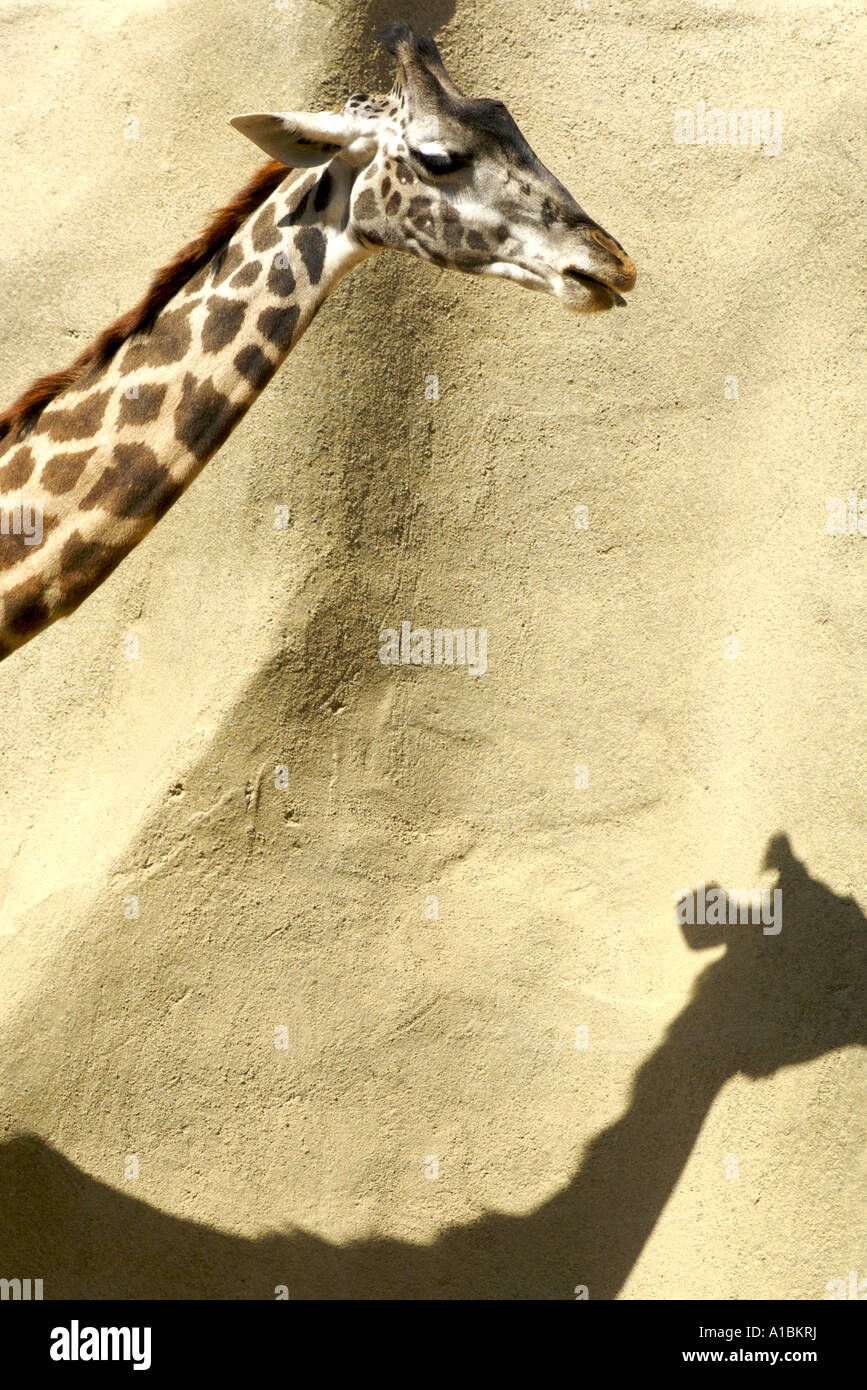 Giraffe in captivity Stock Photo - Alamy