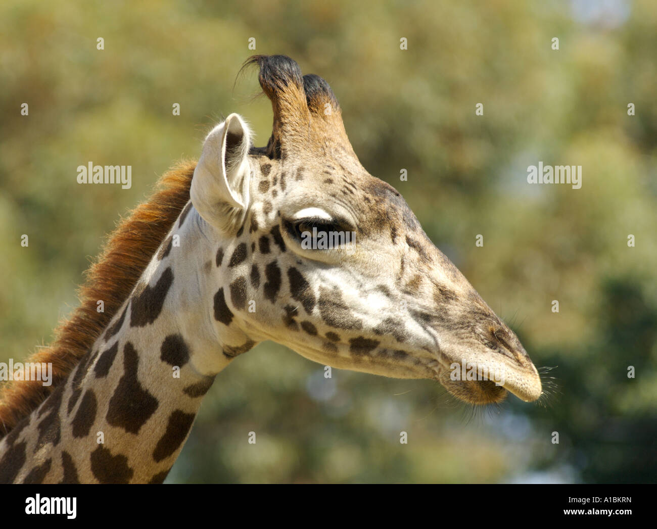 Giraffe in captivity Stock Photo - Alamy