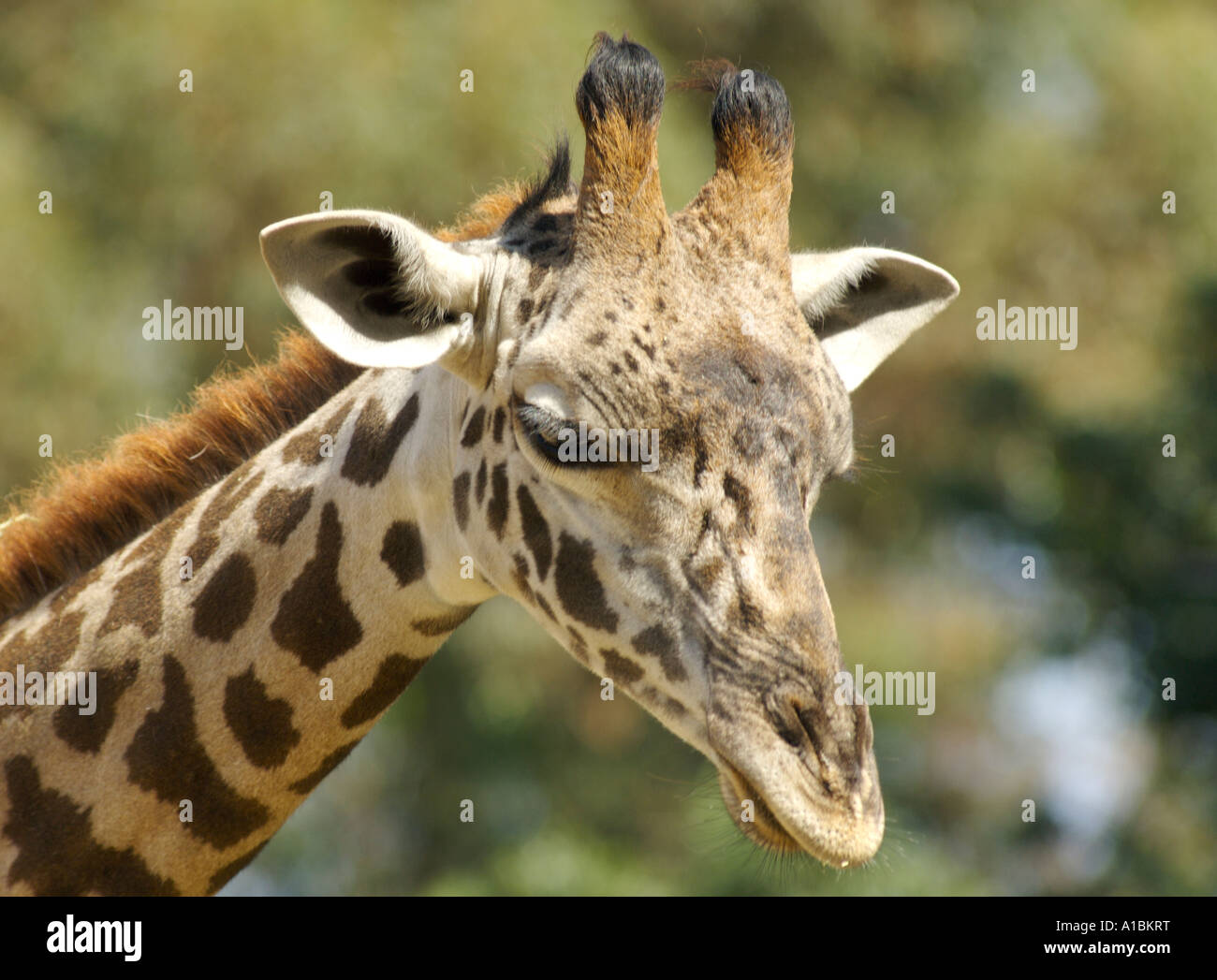 Giraffe in captivity Stock Photo - Alamy