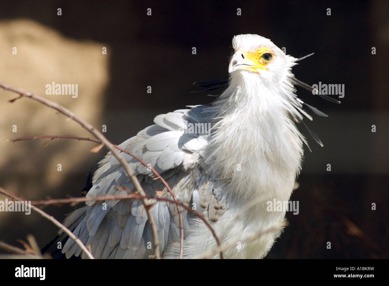 Secretary bird zoo hi-res stock photography and images - Alamy