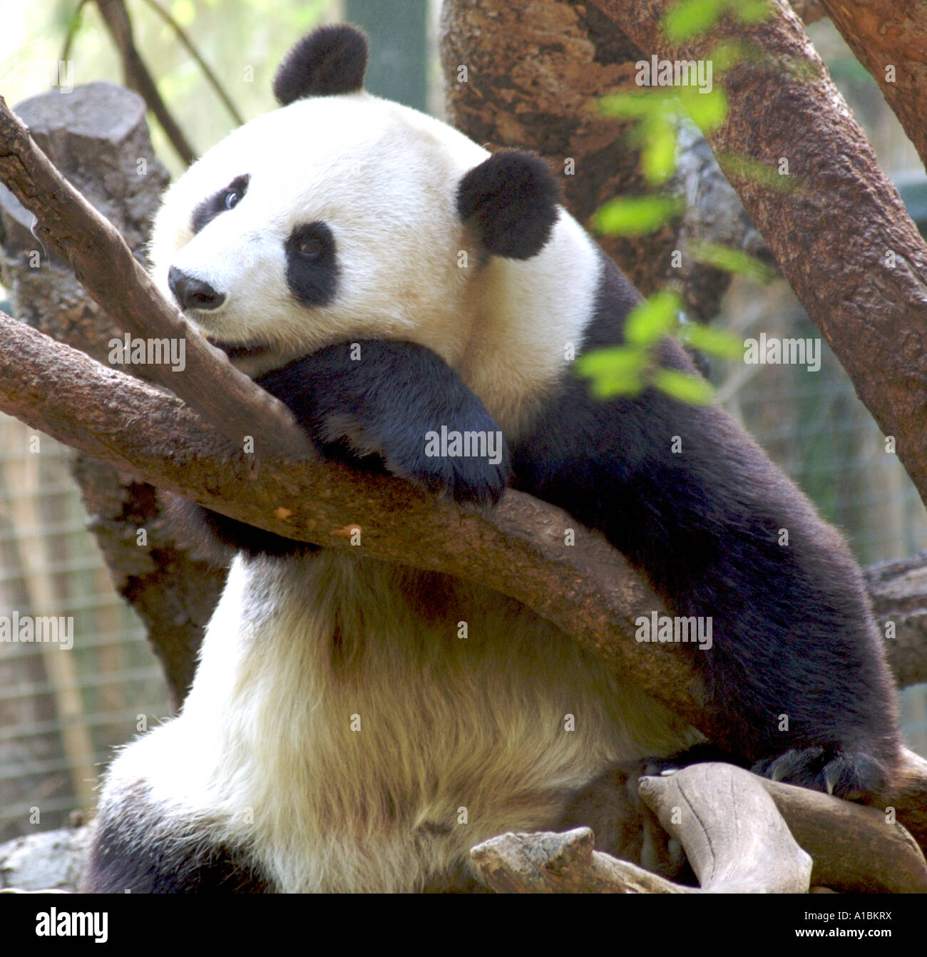 A captive Giant Panda Stock Photo - Alamy