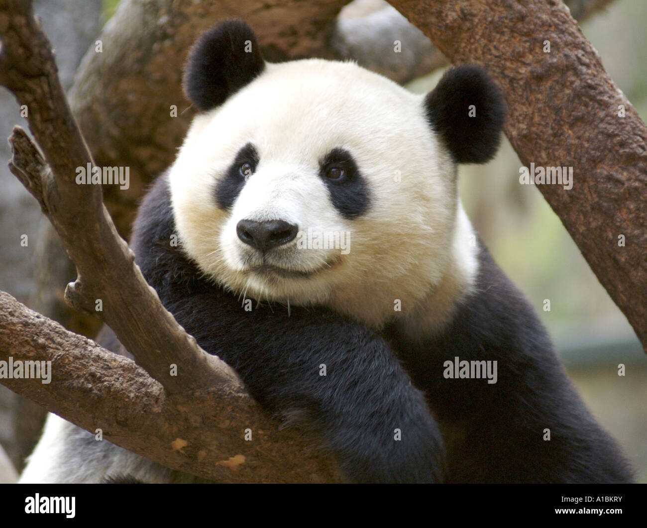 A captive Giant Panda Stock Photo - Alamy