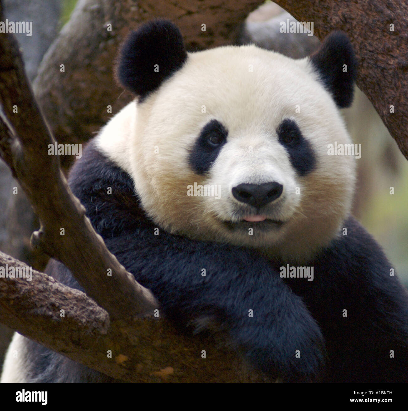 A captive Giant Panda Stock Photo - Alamy