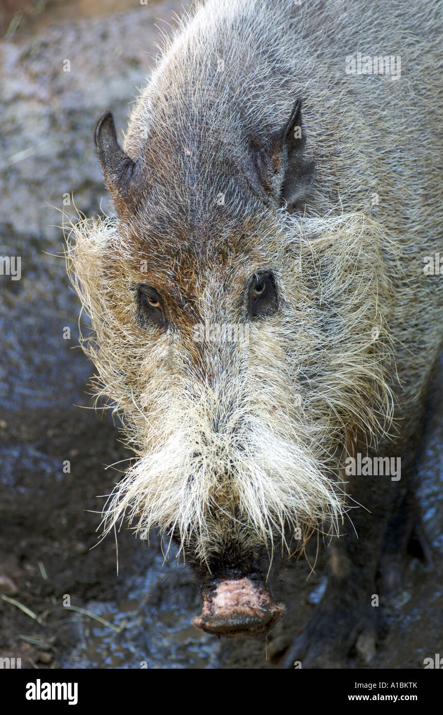 The furry face of a Visayan Warty pig Stock Photo - Alamy