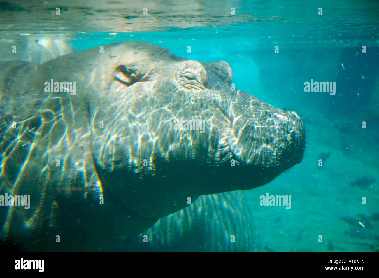 A captive hippopotamus underwater Stock Photo - Alamy