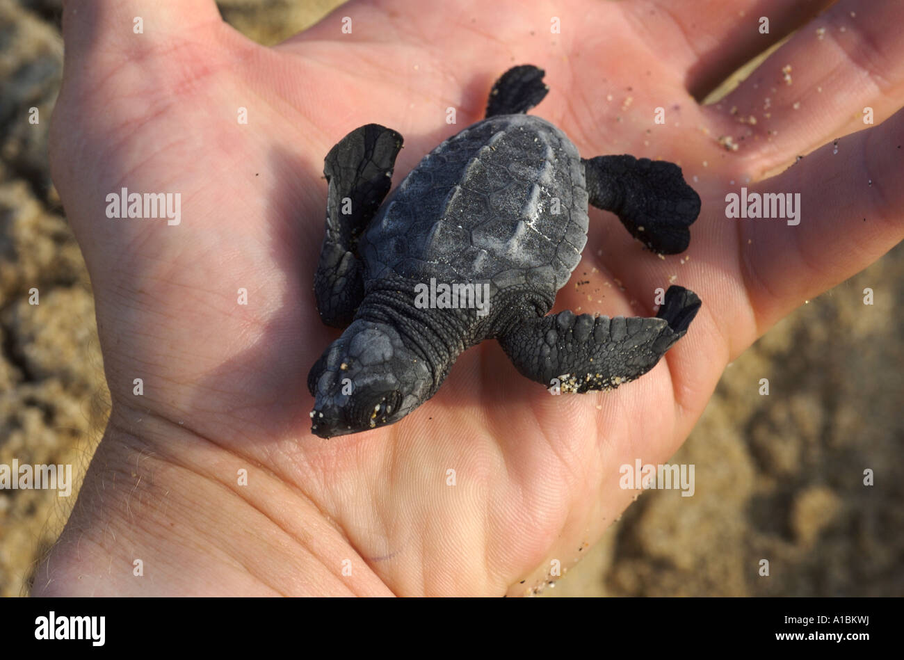 Baby Leatherback Sea Turtle Hatching