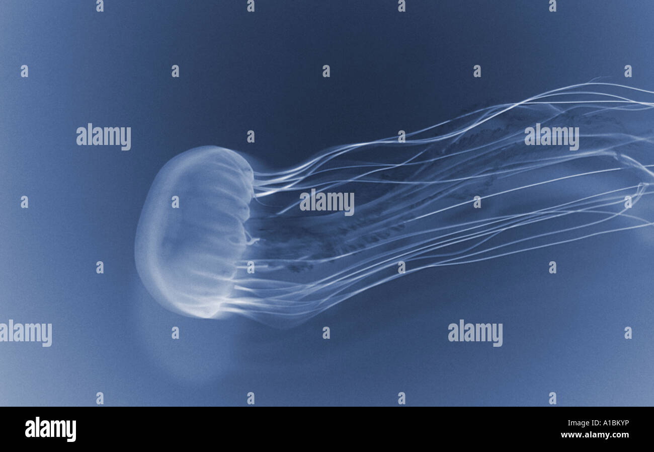 X ray of a sting ray hi-res stock photography and images - Alamy