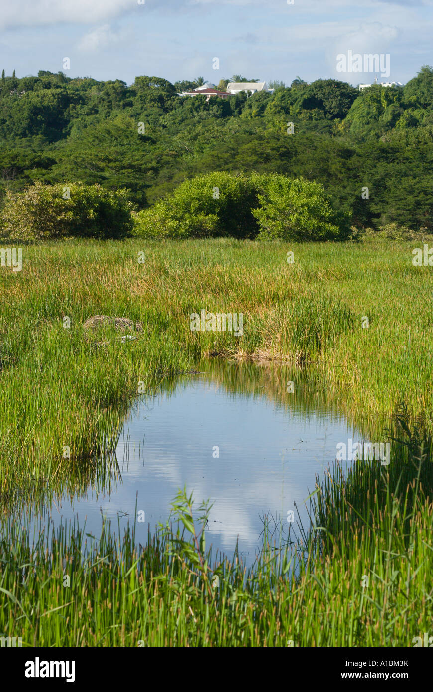 Barbados Graeme Hall swamp near St Lawrence reed beds with canals cut ...