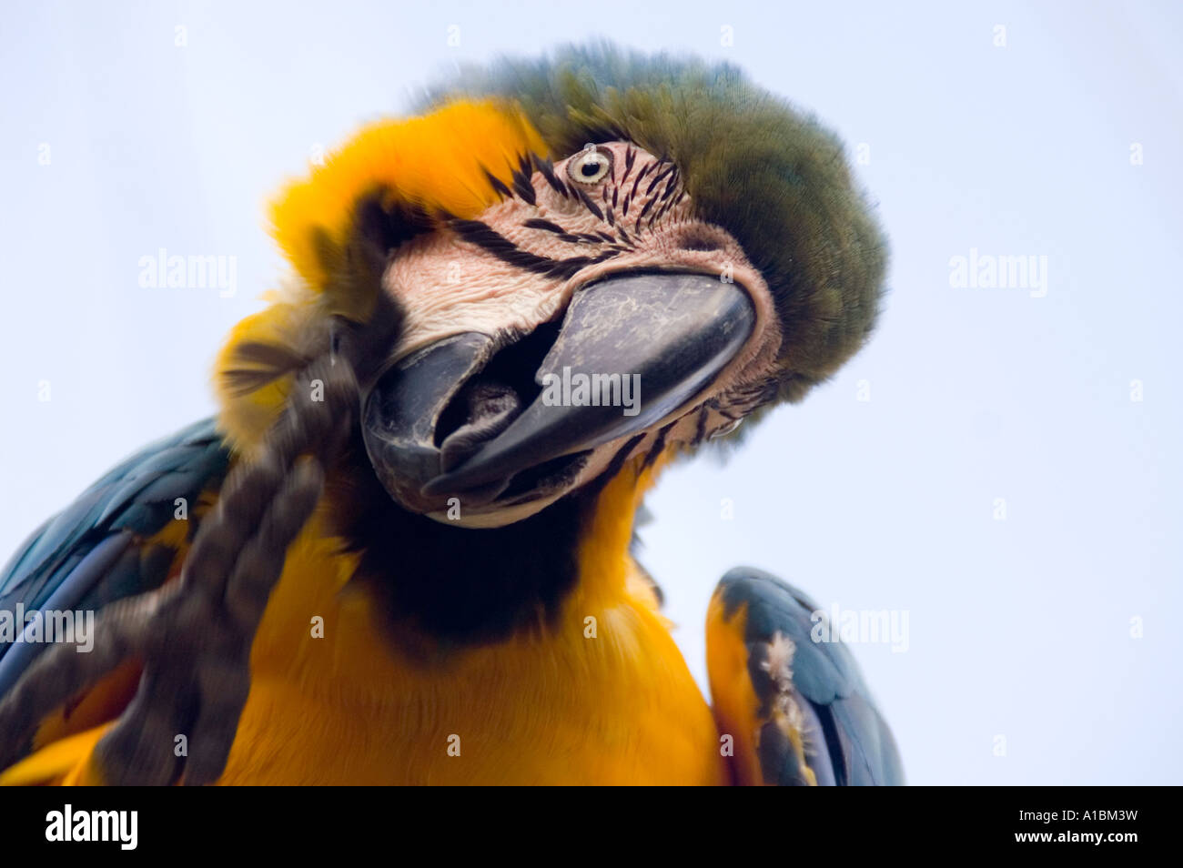Barbados Graeme Hall swamp near St Lawrence inquisitive parrot in ...