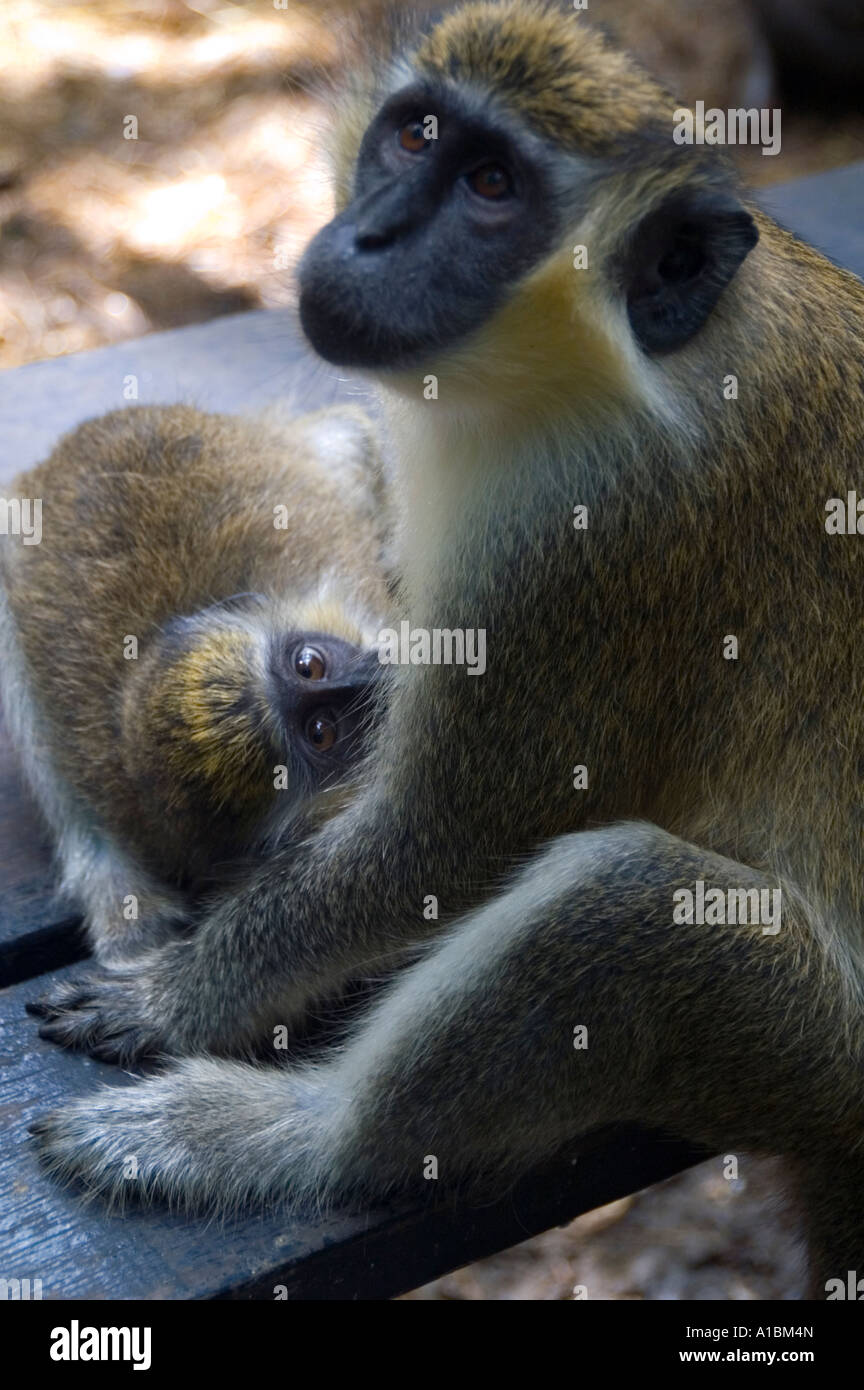 Vervet monkeys barbados hi-res stock photography and images - Alamy