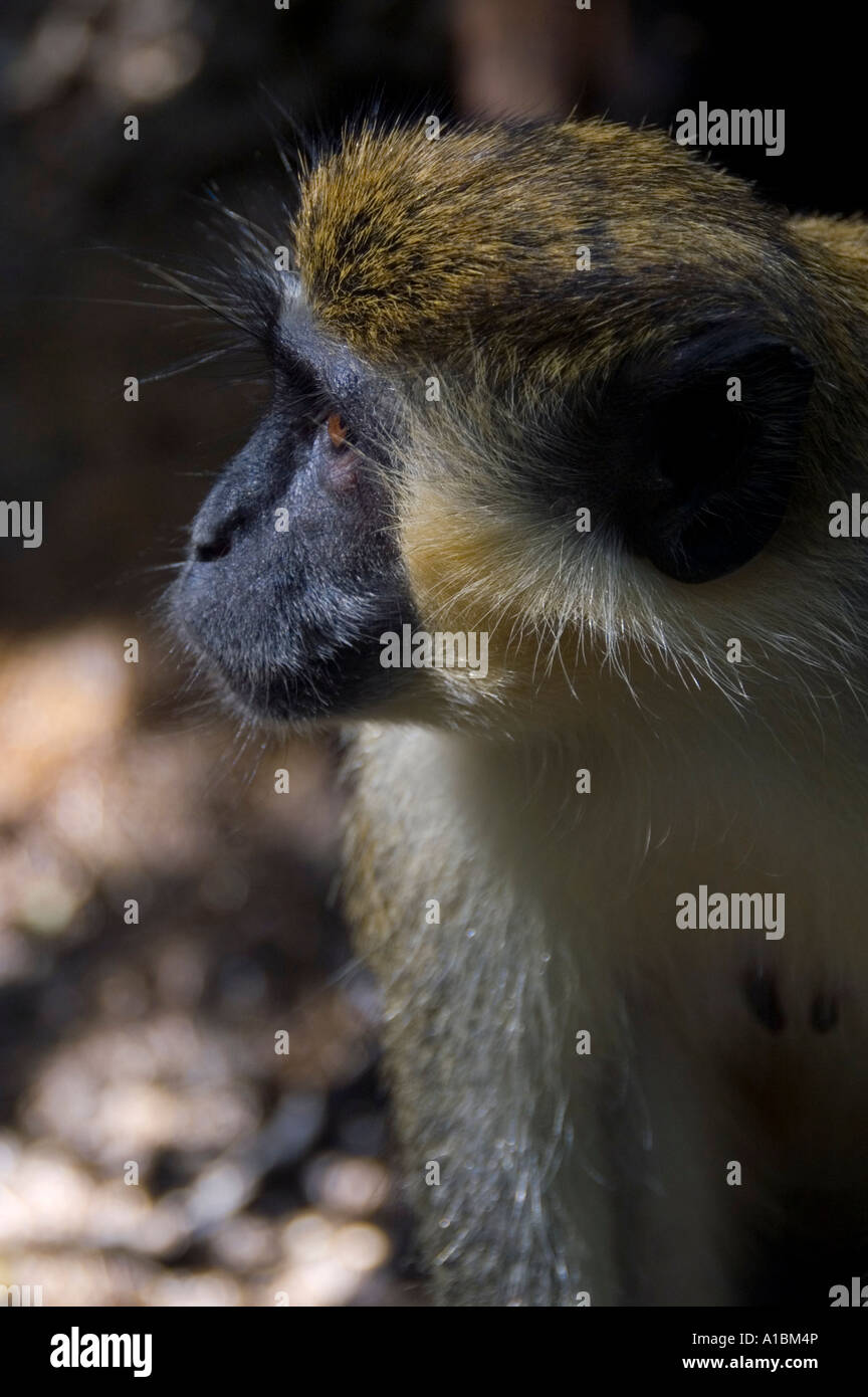 Barbados green or vervet monkeys Stock Photo - Alamy