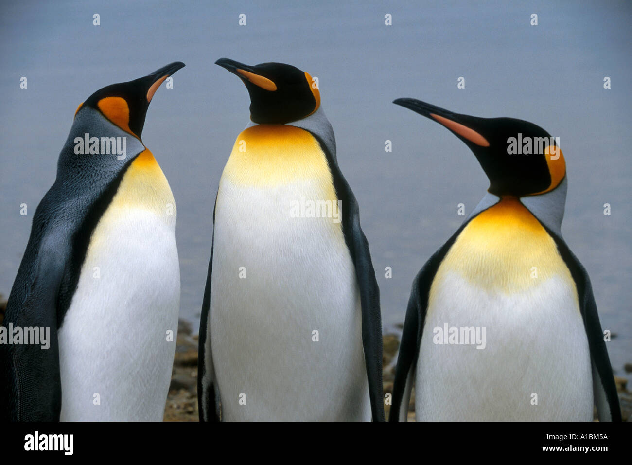 three king penguins heading to sea for there long journey to find food ...