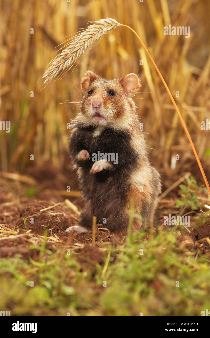 Common hamster, black-bellied hamster (Cricetus cricetus). Adult in a ...