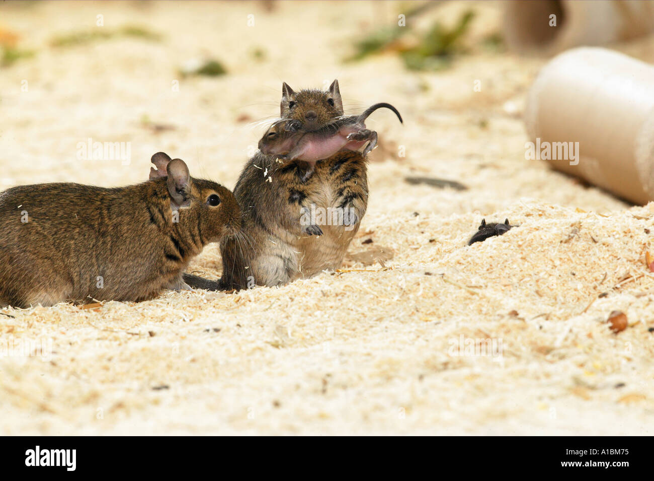 Degu pups hi-res stock photography and images - Alamy