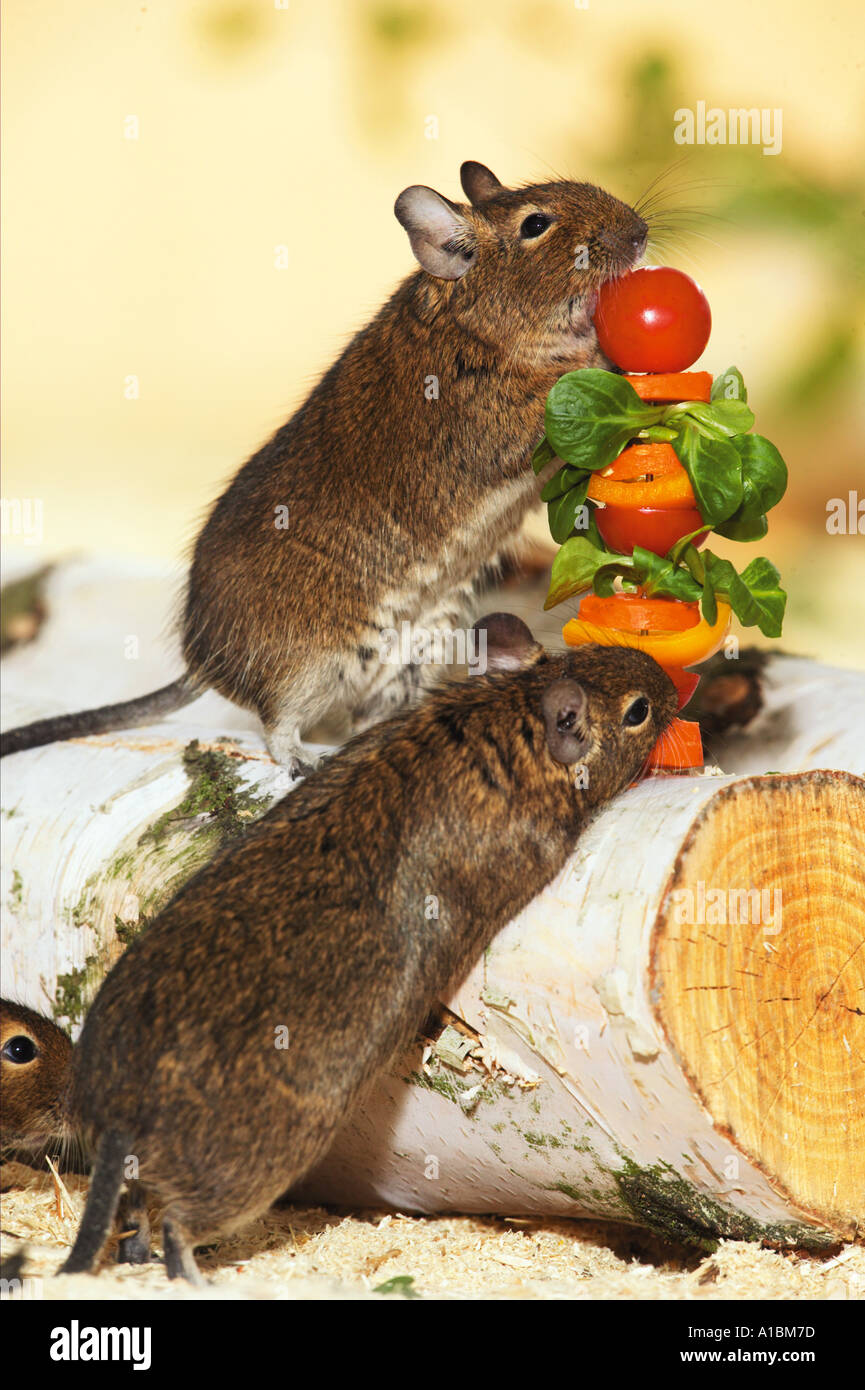 Degu feeding hi-res stock photography and images - Alamy