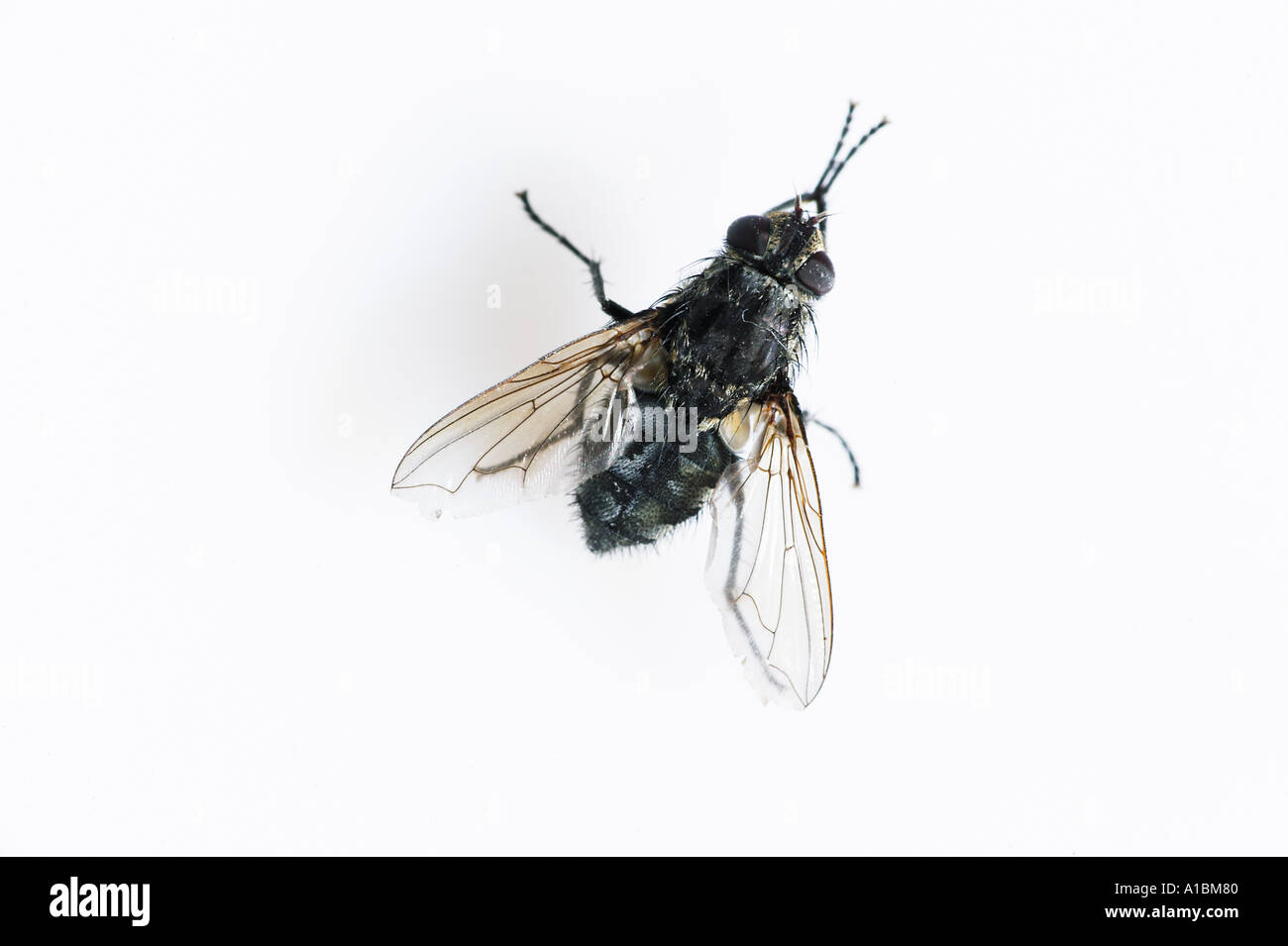 Housefly flying Cut Out Stock Images & Pictures - Alamy