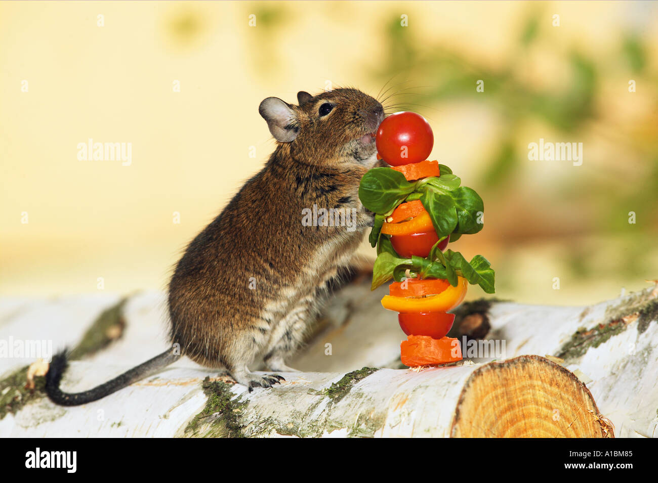 Degu feeding hi-res stock photography and images - Alamy