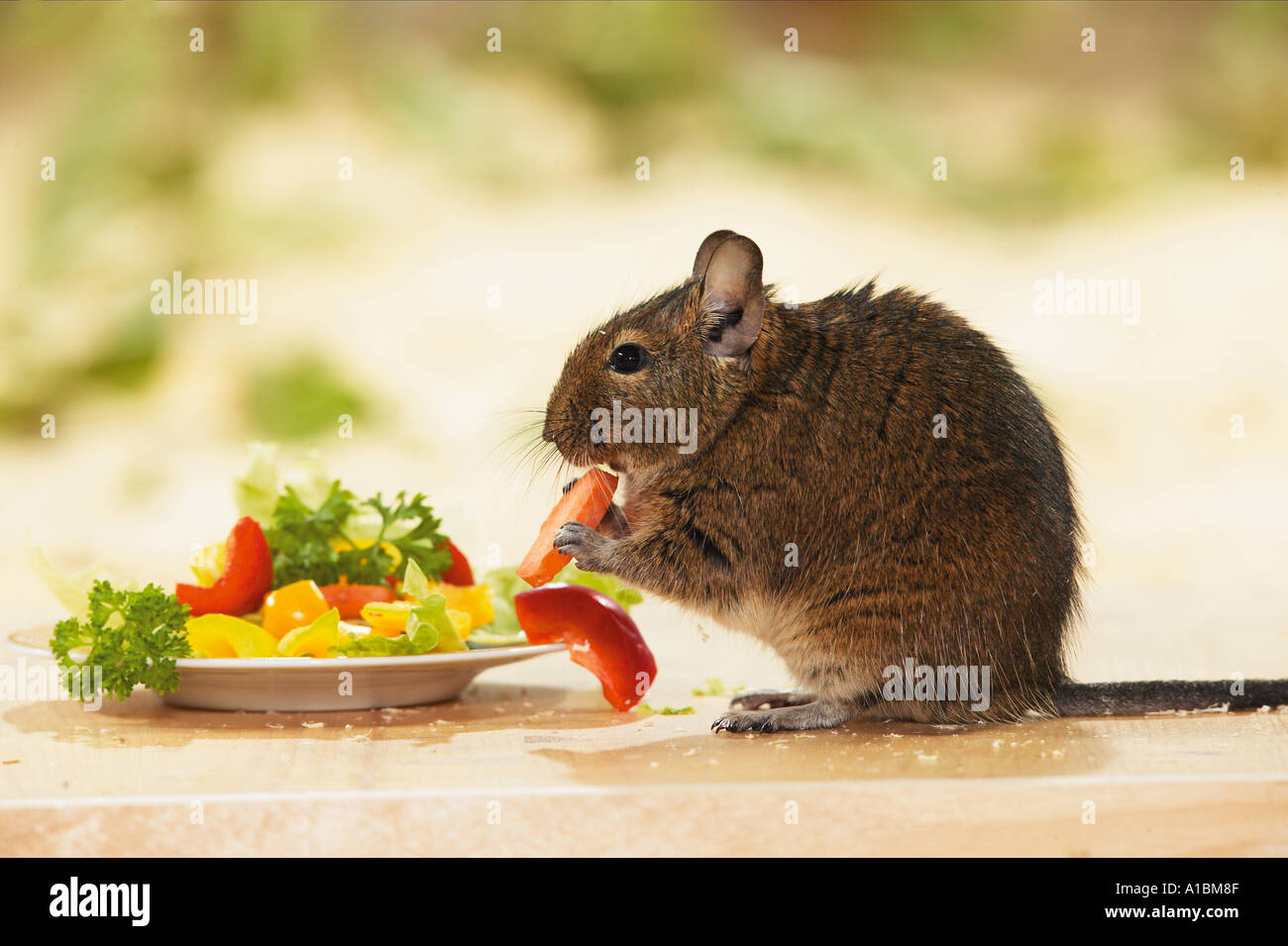 Degu feeding hi-res stock photography and images - Alamy