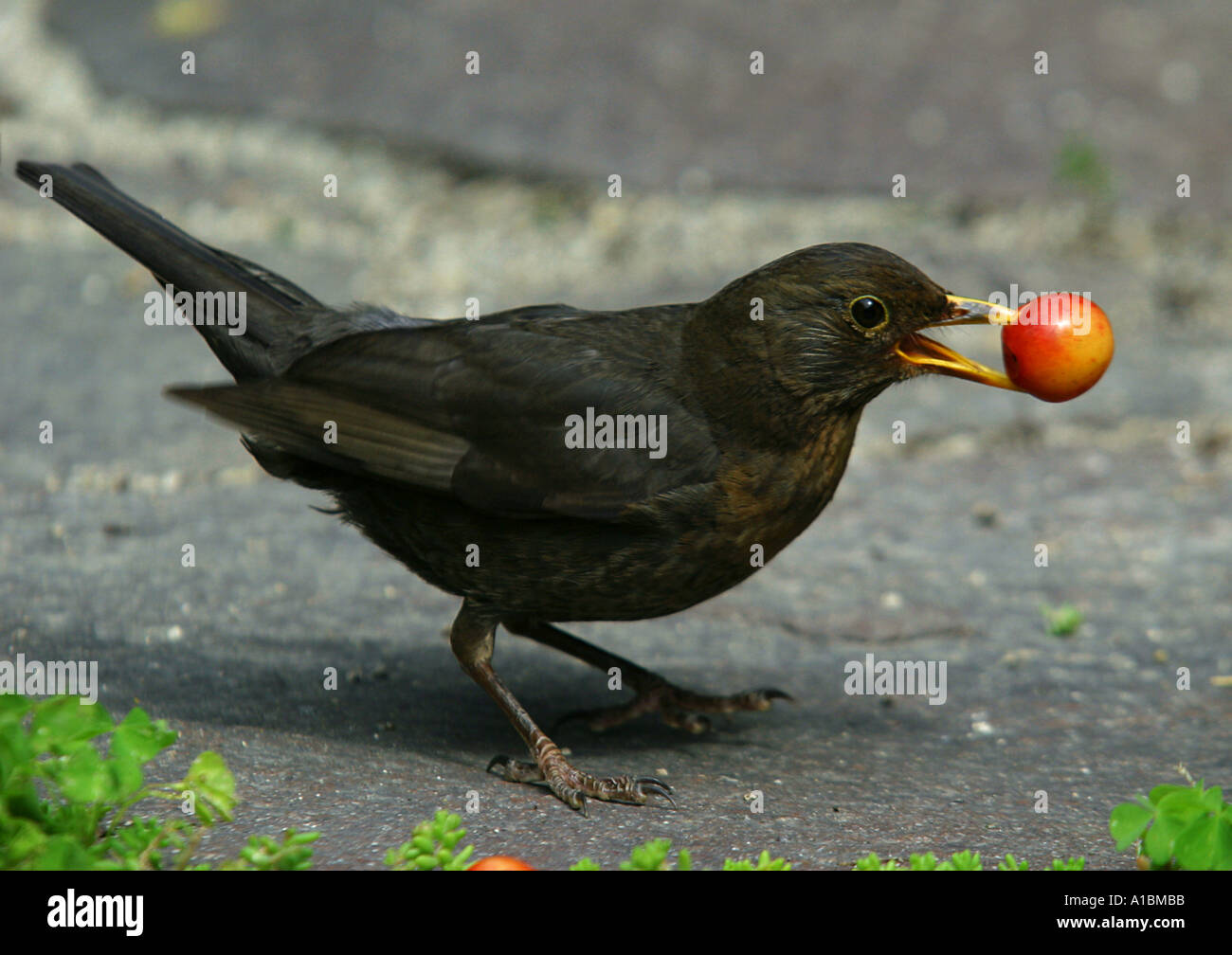 Blackbird with berry in bill / Turdus merula Stock Photo - Alamy