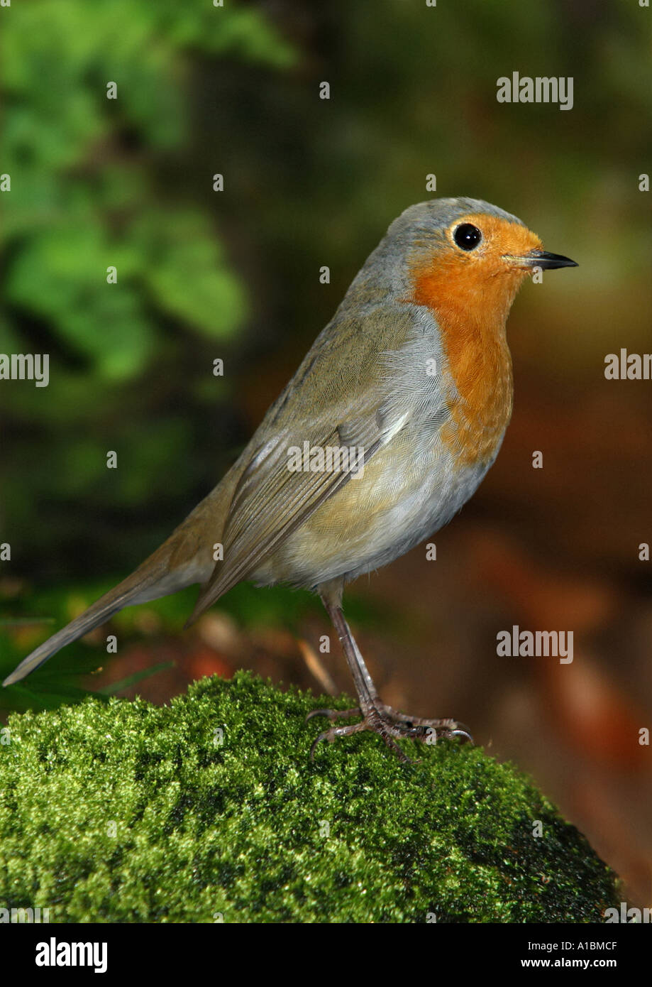 Robin on moss hi-res stock photography and images - Alamy