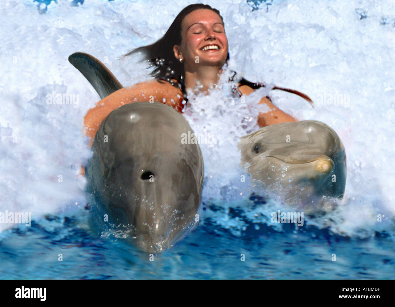 Common bottlenosed dolphin hi-res stock photography and images - Alamy