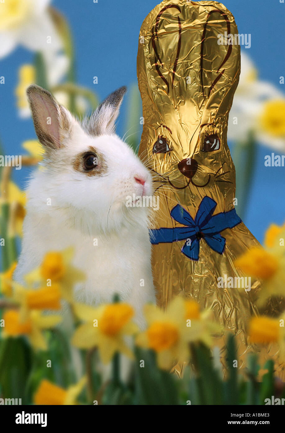 Head of dwarf daffodil hi-res stock photography and images - Alamy