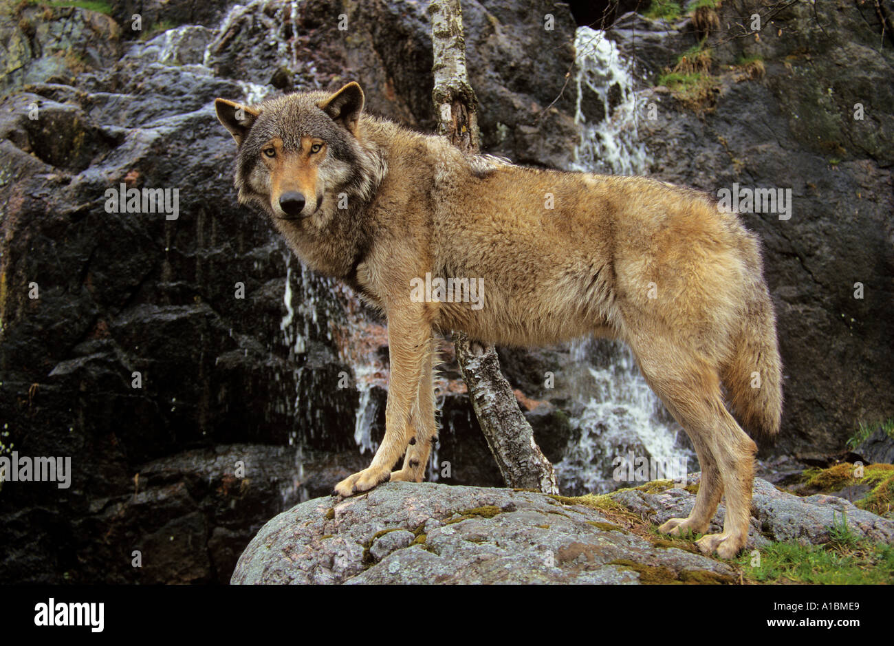 Grey wolf standing on rocks hi-res stock photography and images - Alamy