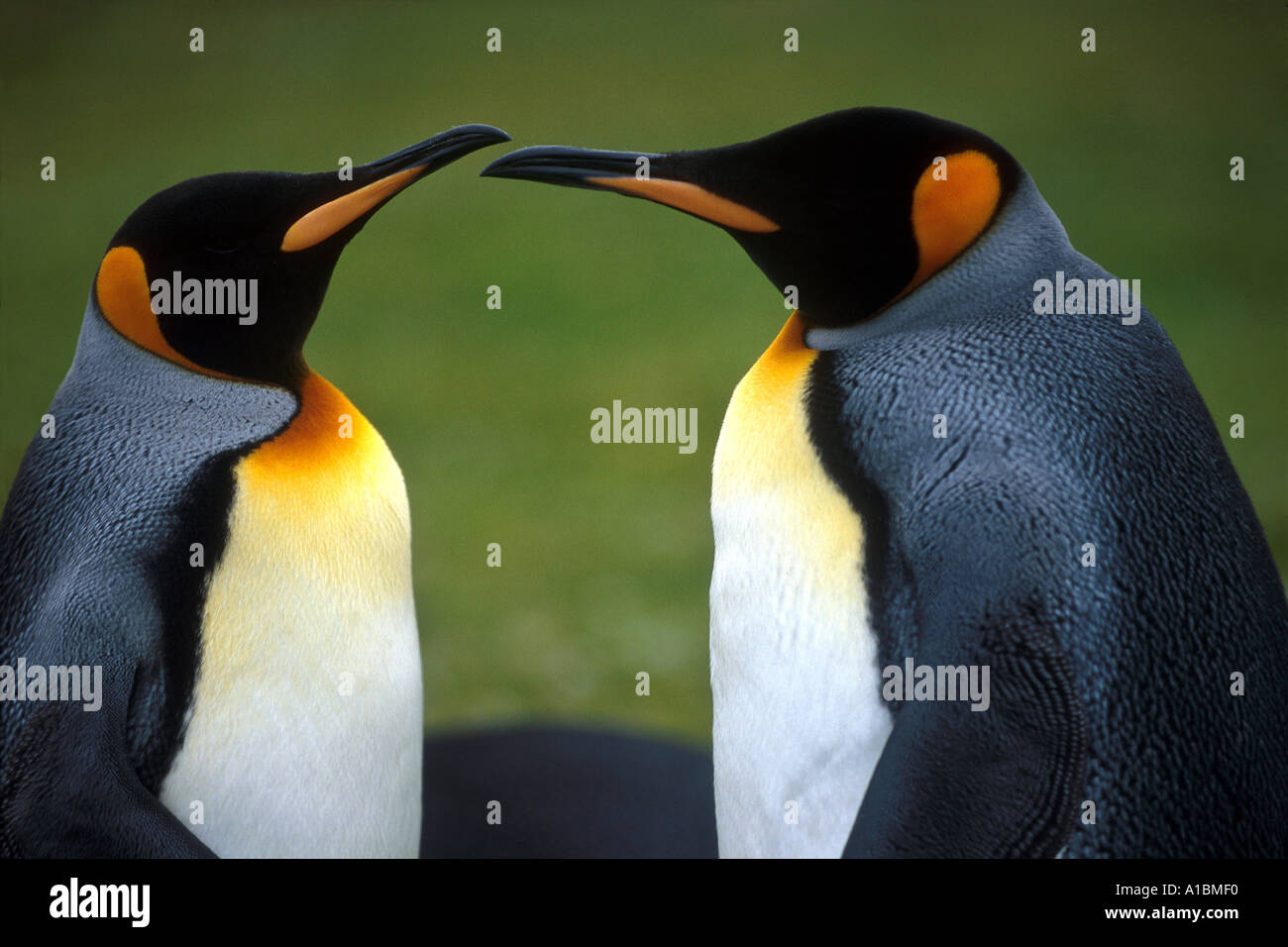 two king penguins facing each other in a feild Falkland Islands Stock ...