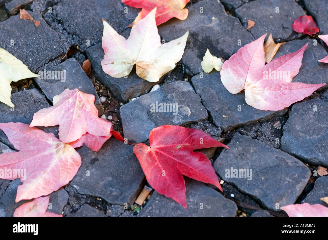 autumn leaves on cobbled path Stock Photo - Alamy