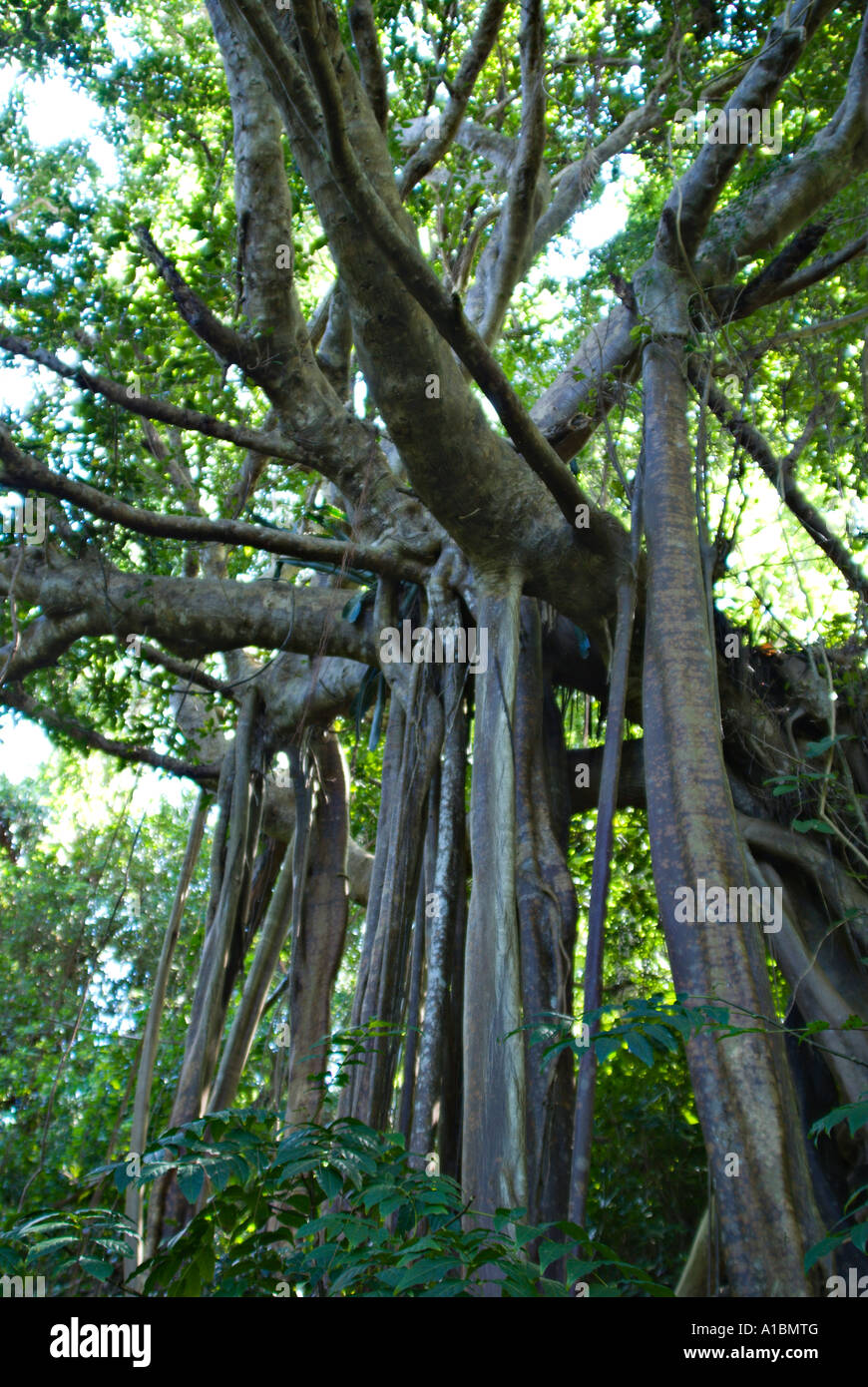 Barbados Bearded Fig tree with hanging rooting tendrils island gained ...