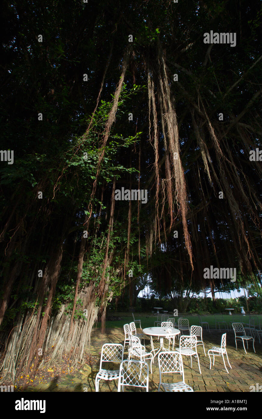 Barbados Bearded Fig tree with hanging rooting tendrils island gained ...