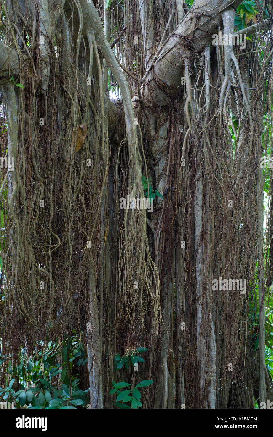 Barbados Bearded Fig tree with hanging rooting tendrils island gained ...
