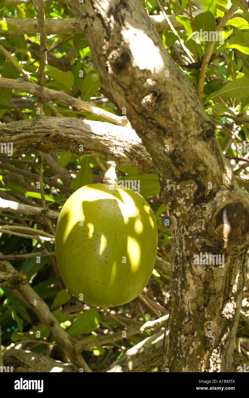 Barbados calabash tree with fruit used as a food and skins used as a ...