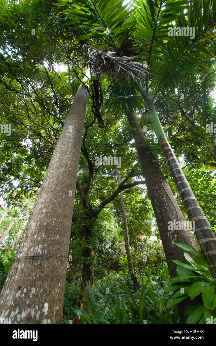 Barbados palm tree cabbage palm and zebra palm Stock Photo - Alamy