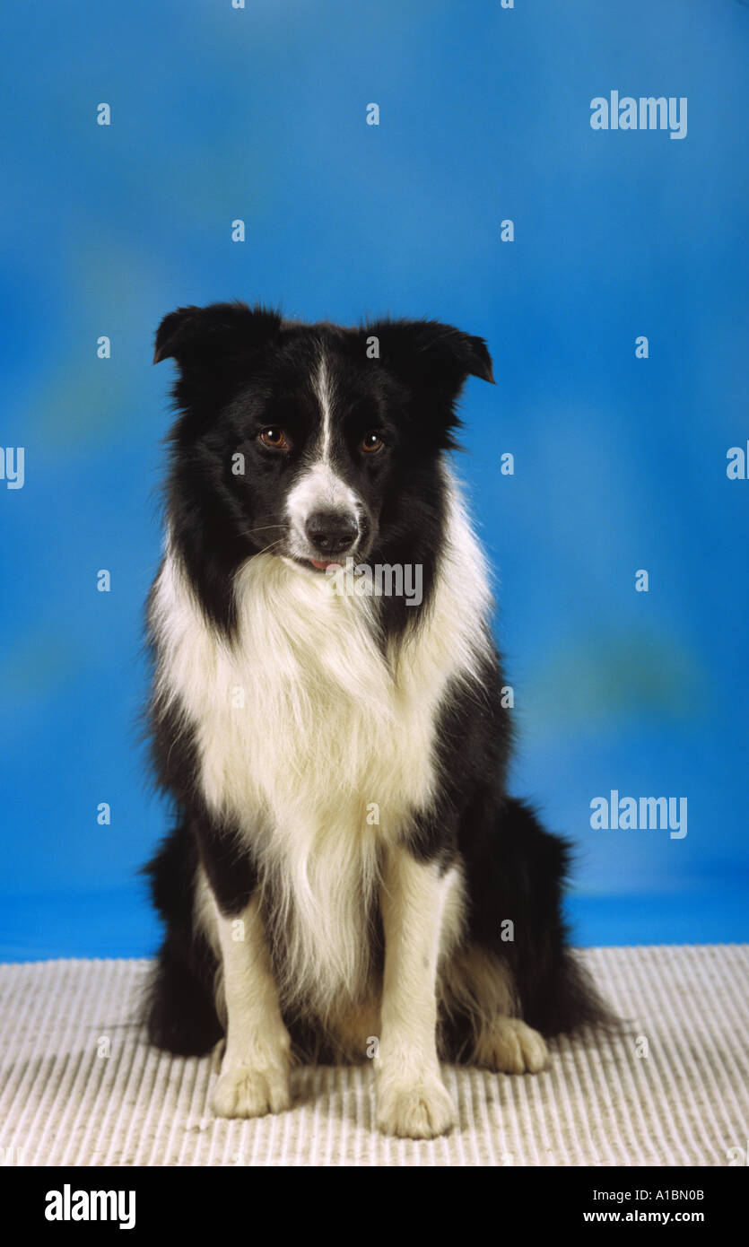 Border Collie - sitting - cut out Stock Photo - Alamy