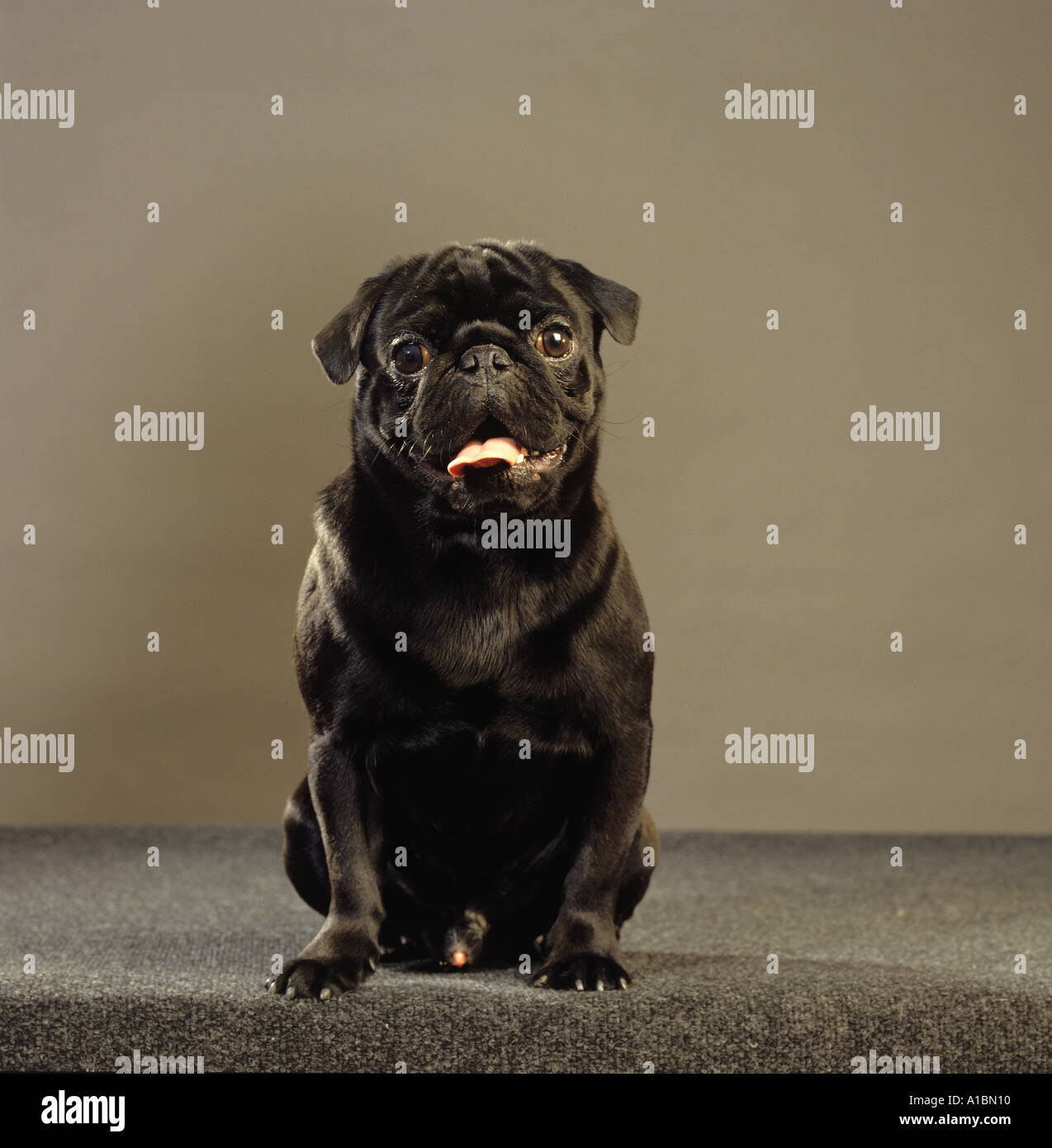 black pug - standing - cut out Stock Photo - Alamy