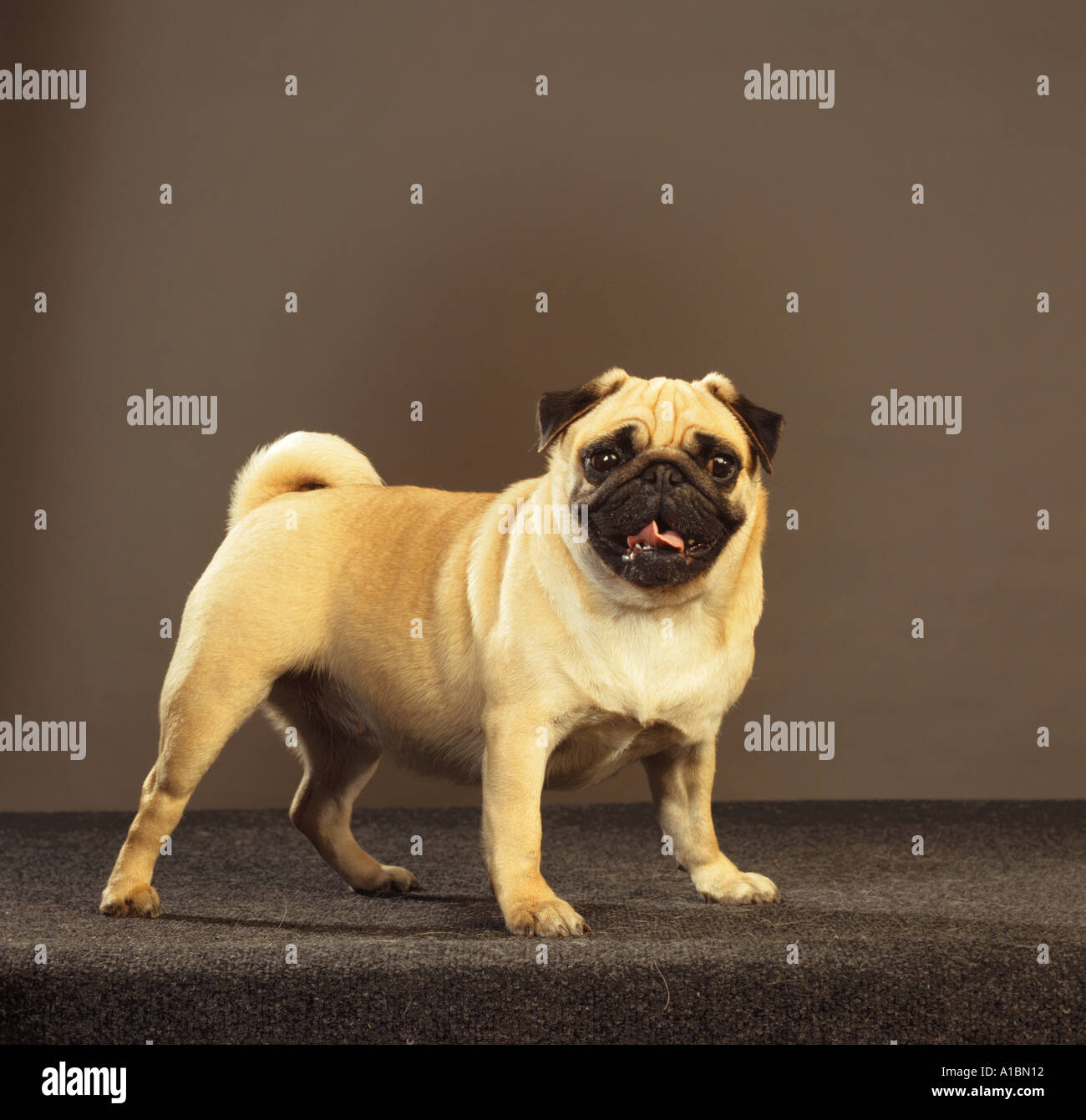 pug - standing - cut out Stock Photo - Alamy